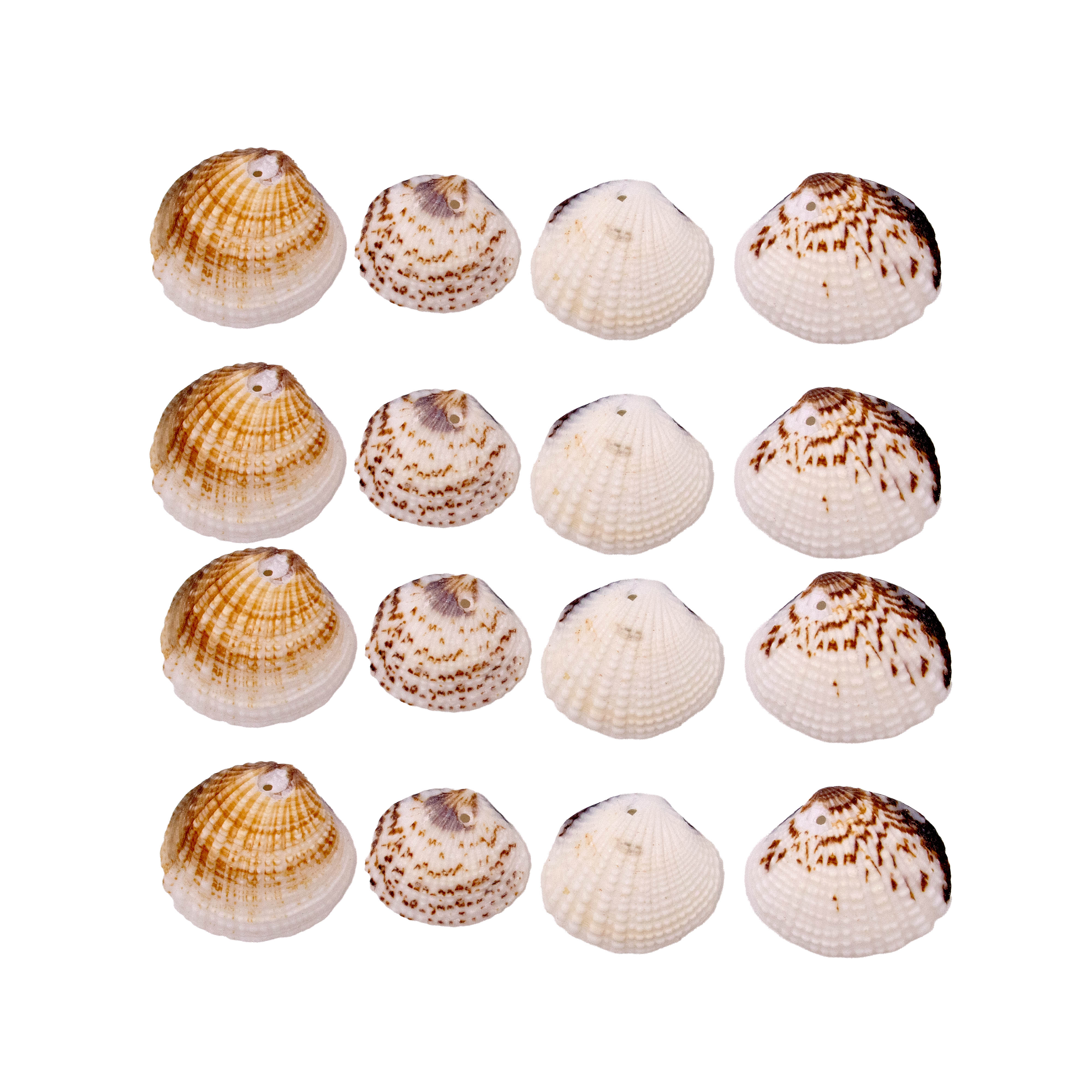 Concha do Mar Bogotan 28x25mm - 500g | Ladeira Armarinhos