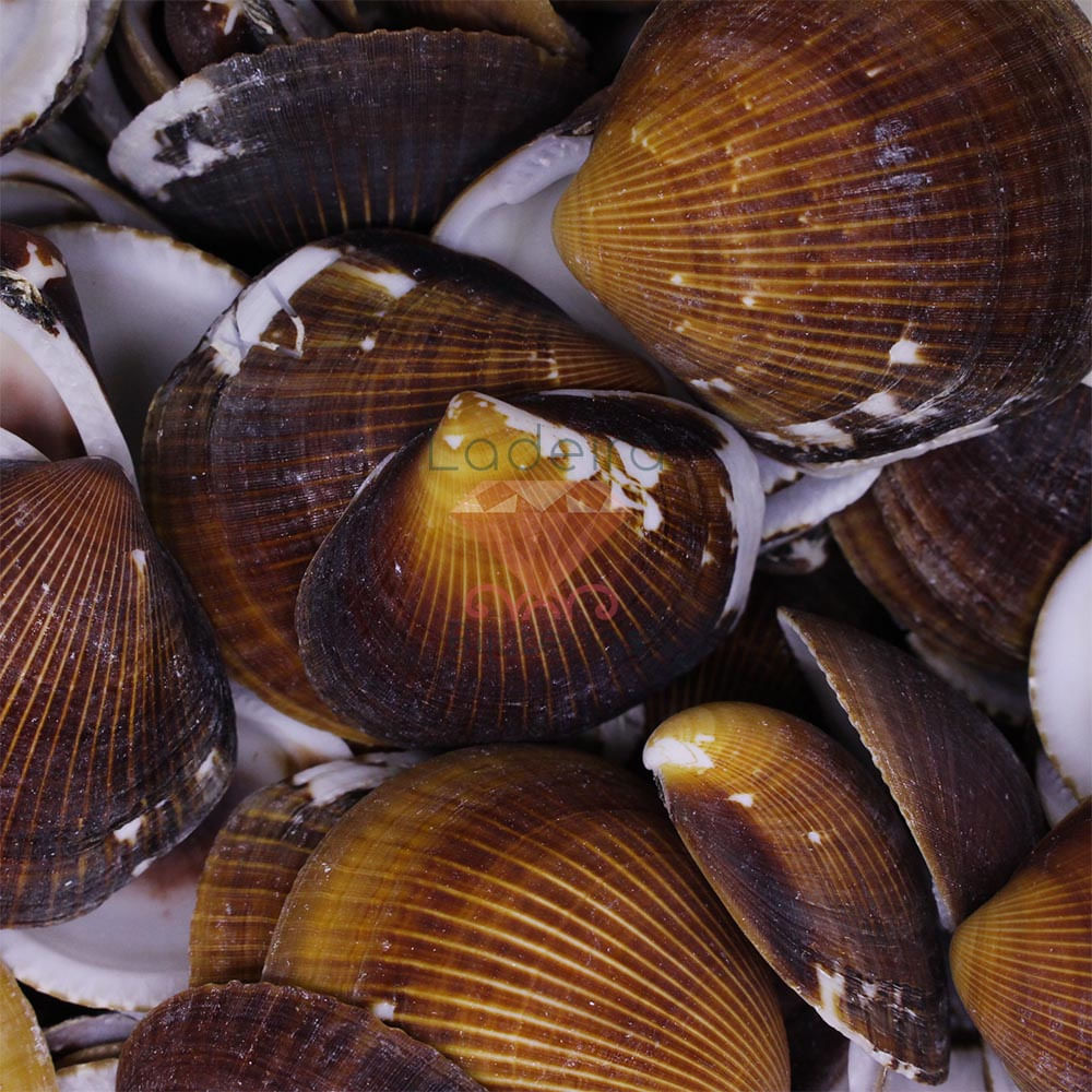 Concha do Mar Brown Cockles 33x33 750g - Ladeira Armarinhos
