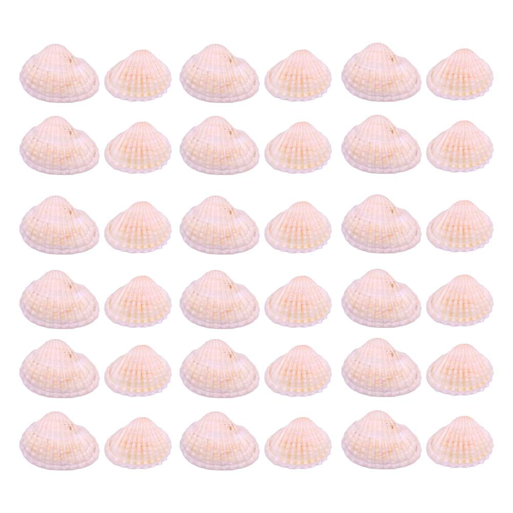 Concha Do Mar Clam Rose Com Furo 18-23Mm Com 500G