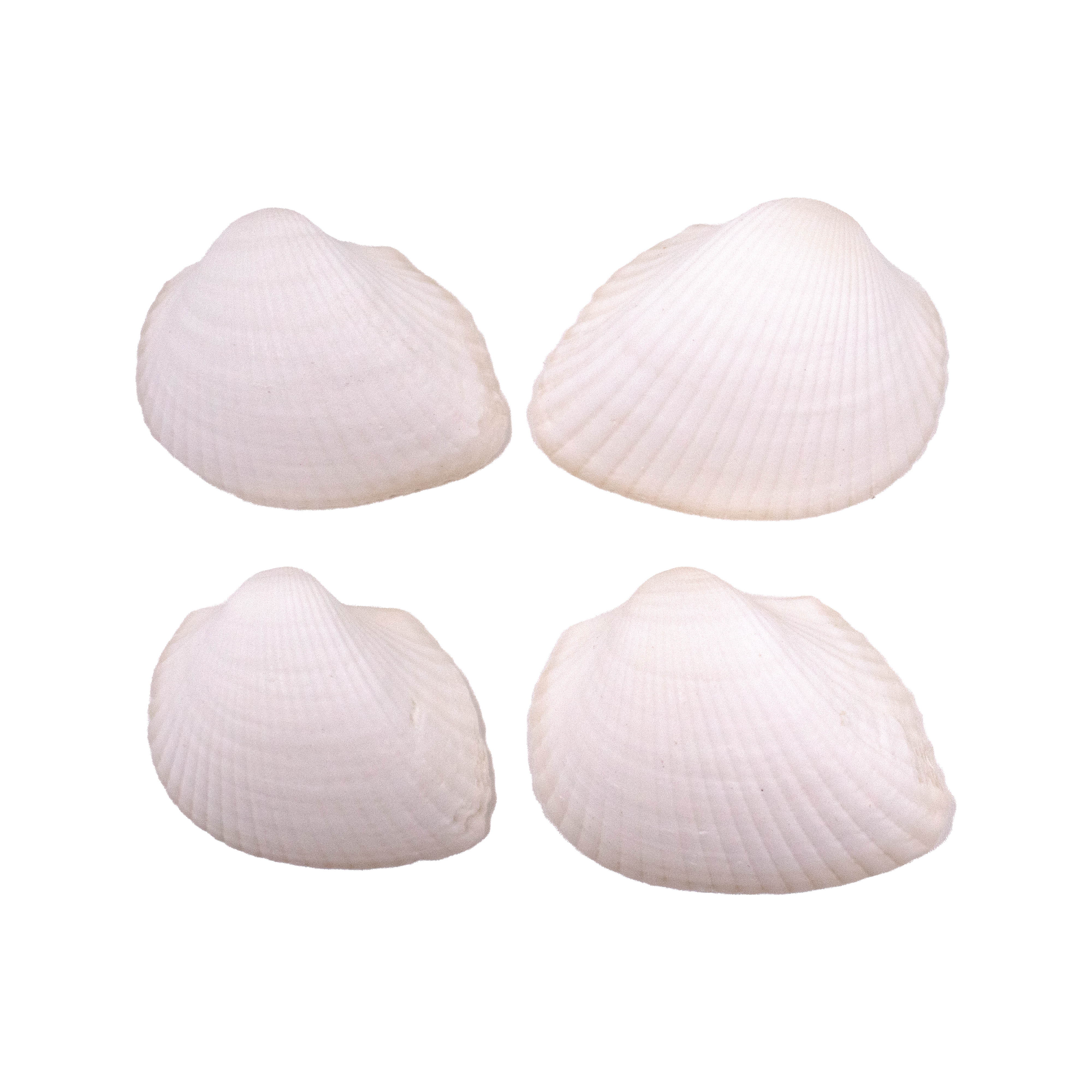 Concha do Mar Giant Litub Unpair 750gr | Ladeira Armarinhos